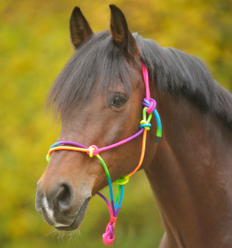 Rainbow Rope Halter – Horse & Rider